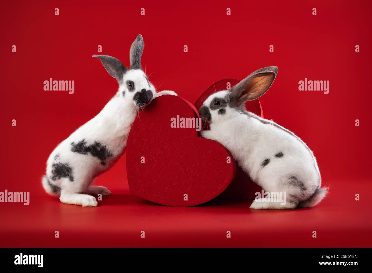 A studio portrait of two adorable bunnies kissing, surrounded by hearts ...