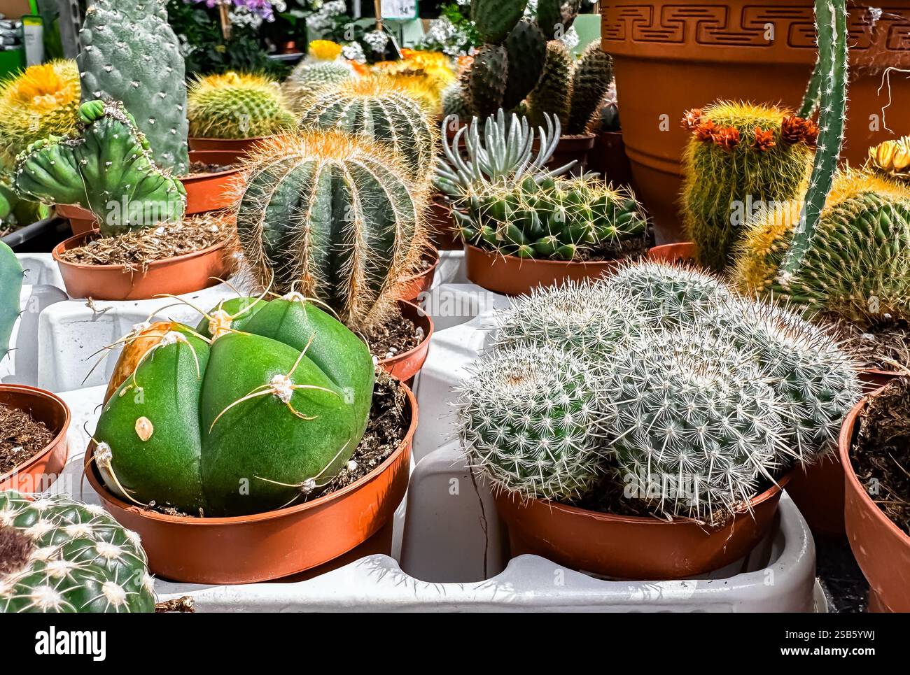 Collection of cacti and succulents in various sizes and shapes. The plants are arranged in ...