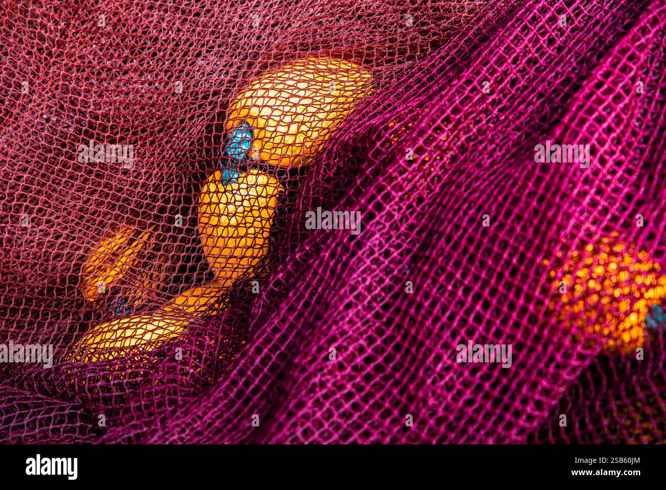 High-resolution close-up of magenta fishing nets draped over bright yellow buoys, highlighting ...