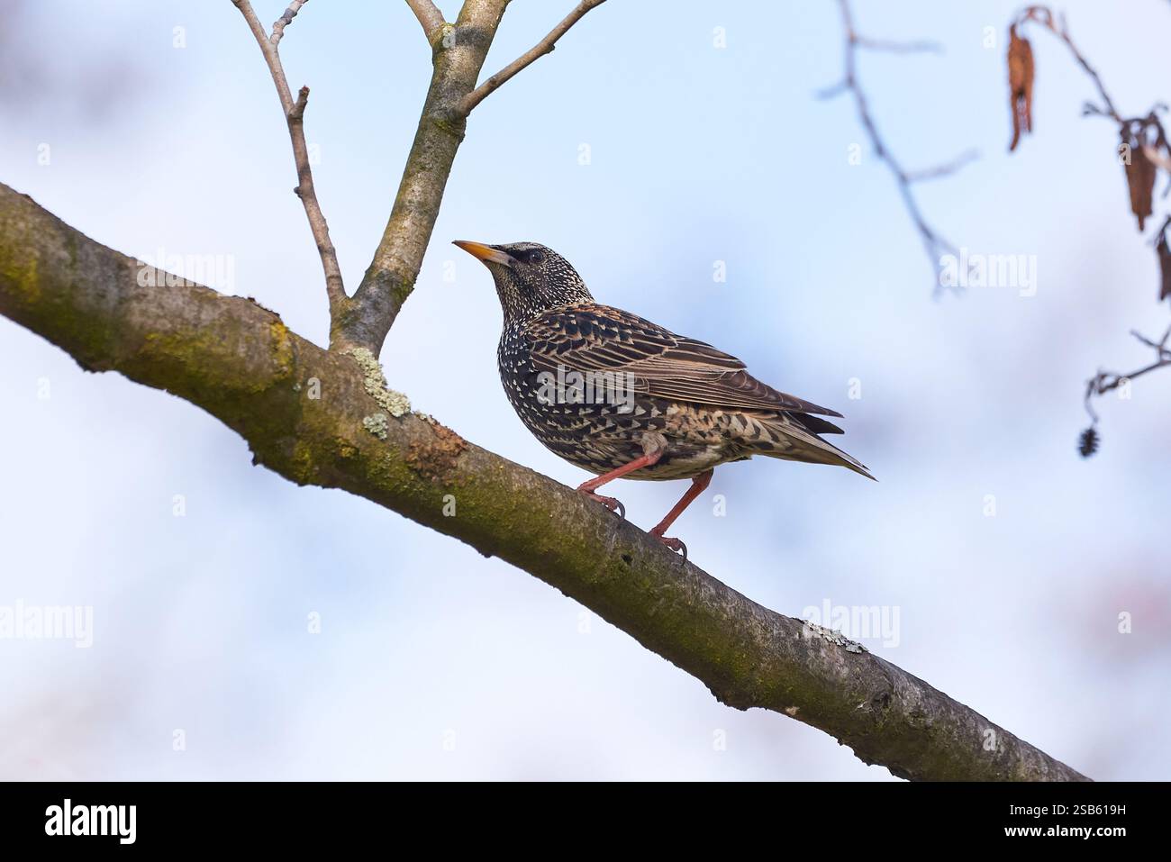 Common starling bird sitting on a branch (Sturnus vulgaris Stock Photo ...
