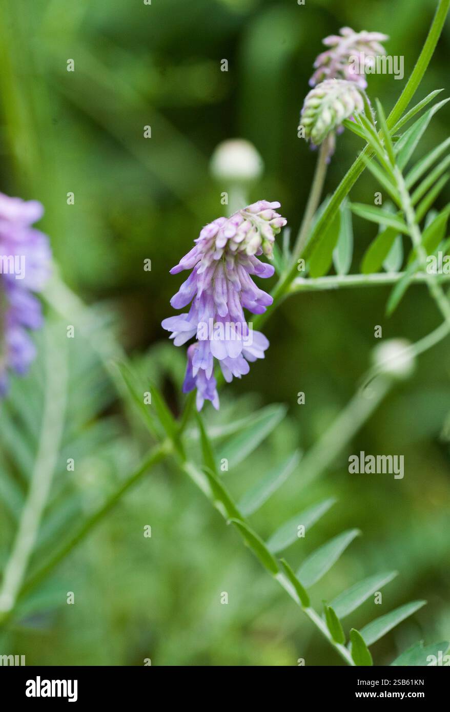 VICIA CRACCA Tufted vetch in pea and bean family Stock Photo - Alamy
