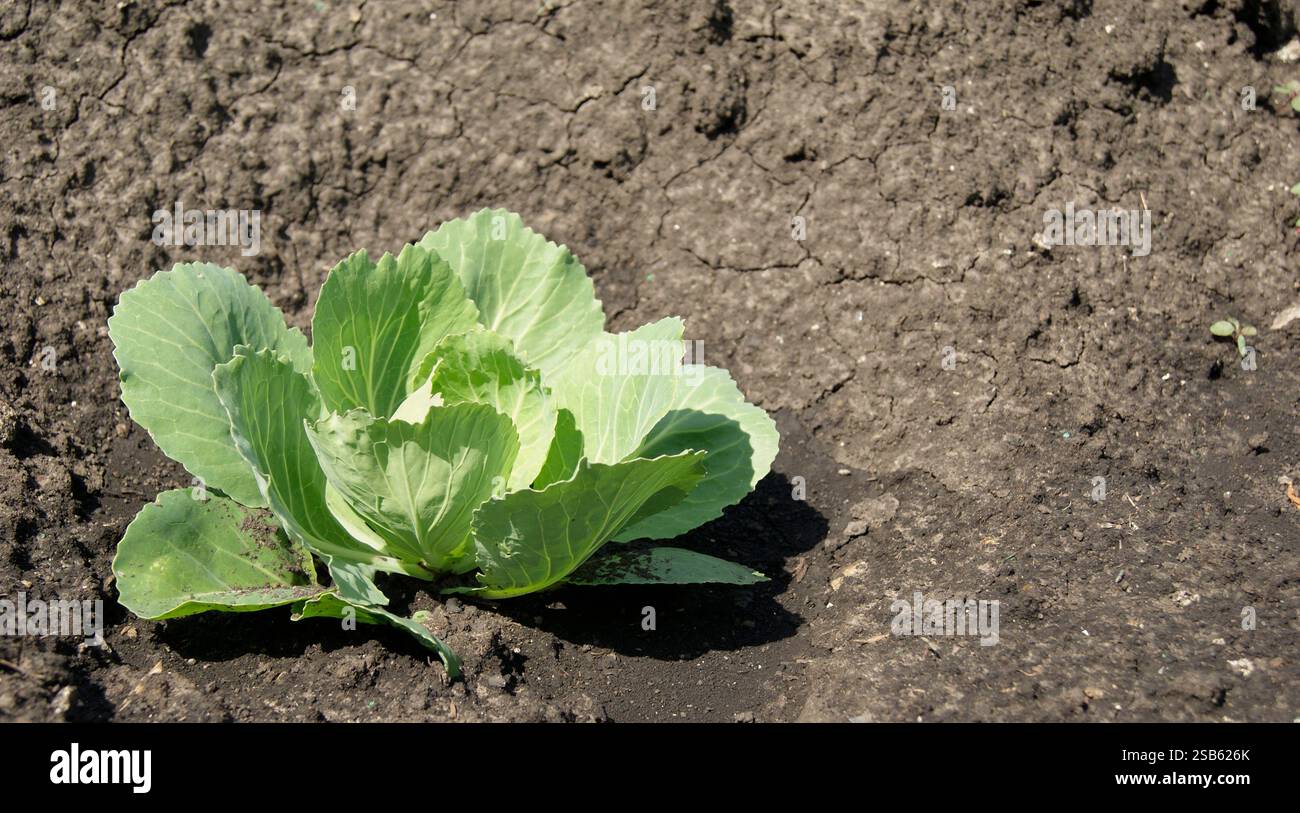 A single green cabbage plant grows in a patch of cracked, dark brown ...