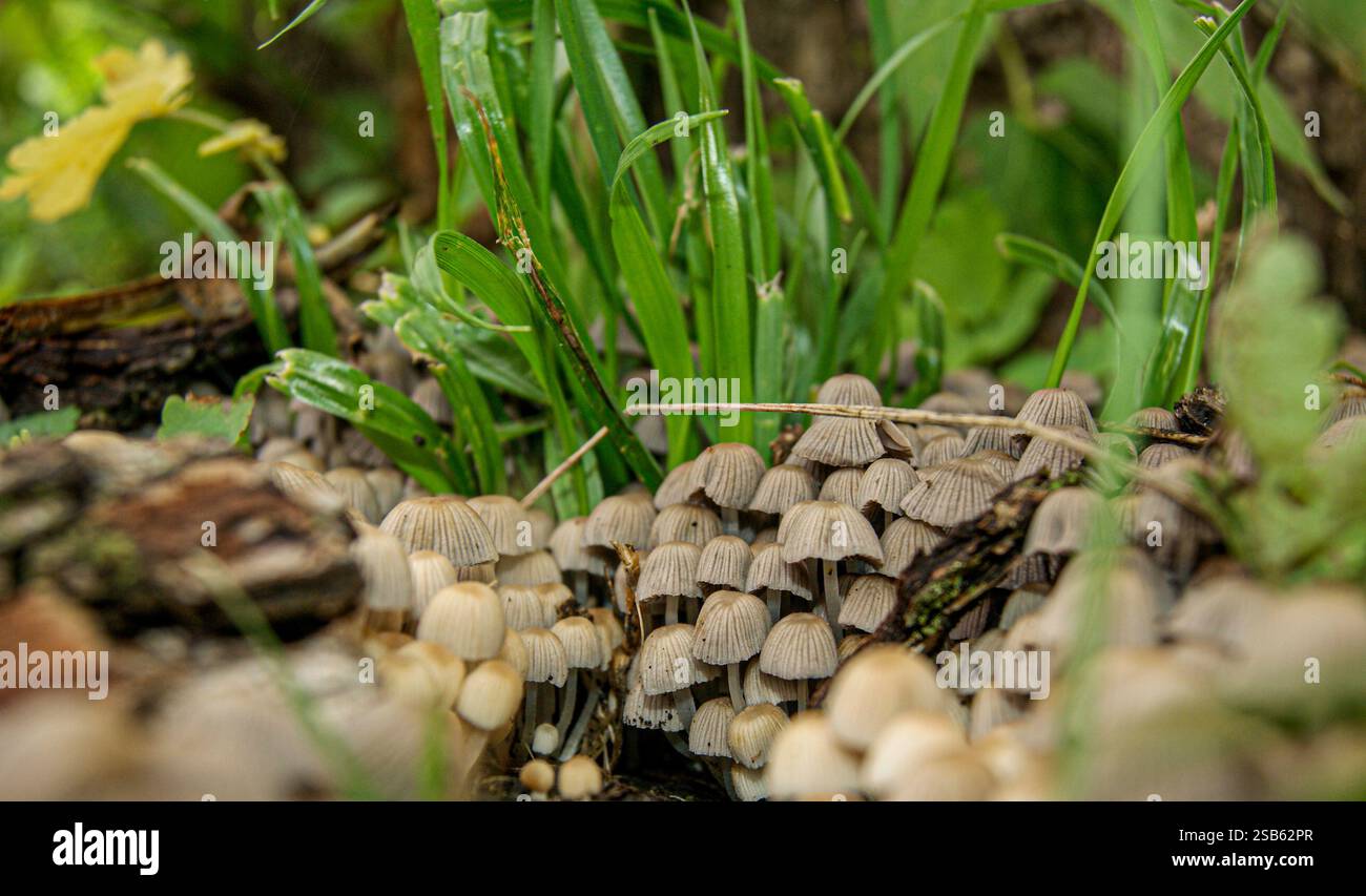 Cluster of grass hi-res stock photography and images - Alamy