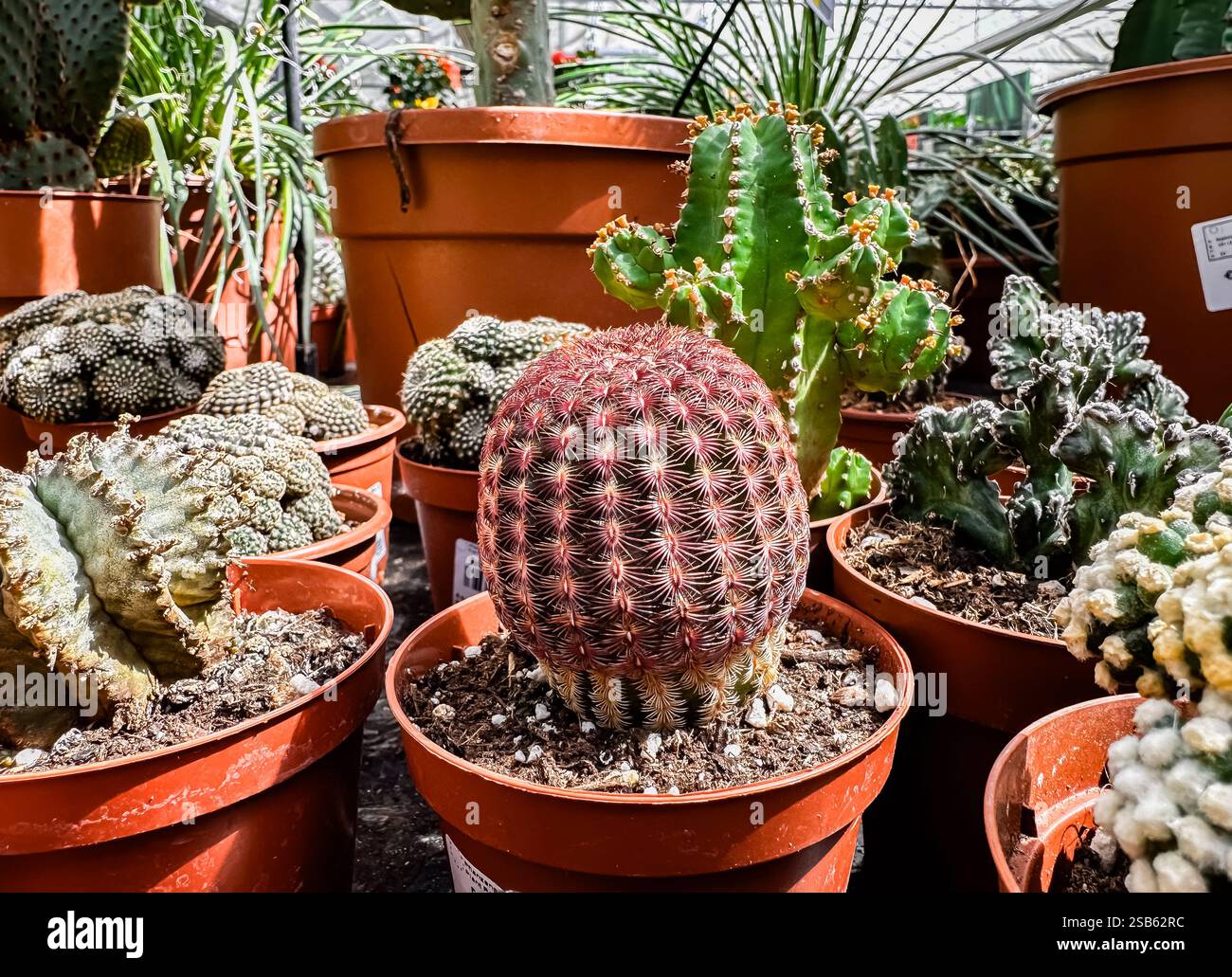 Bunch of potted cacti and succulents are displayed in a greenhouse. The ...
