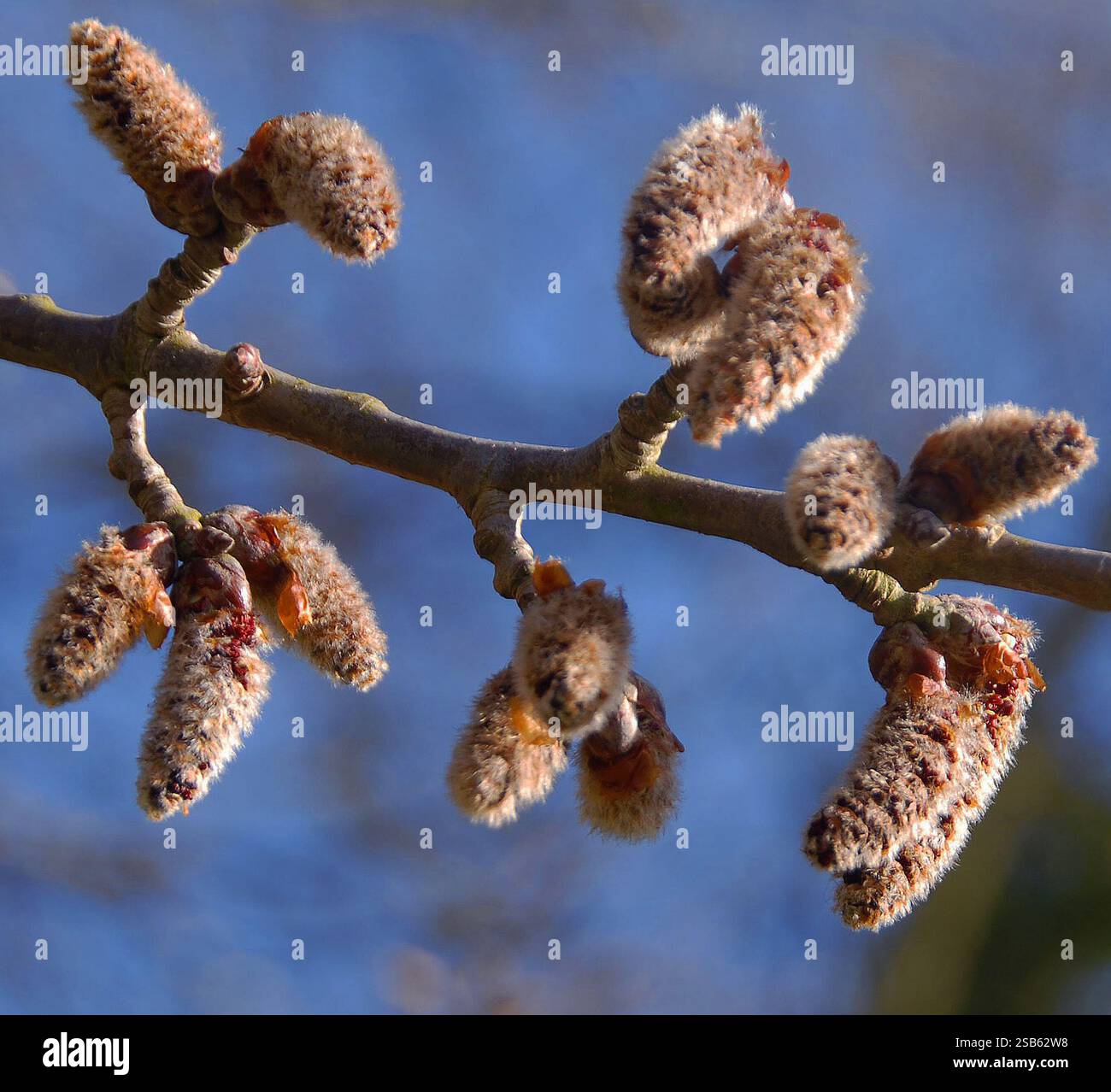 Massingbered family hi-res stock photography and images - Alamy