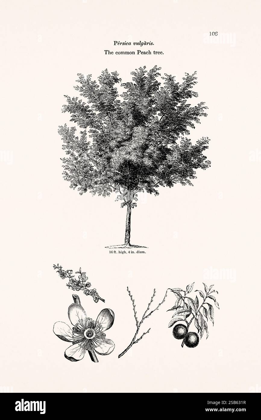 Tree illustration from a vintage 19th-century English book on trees and ...