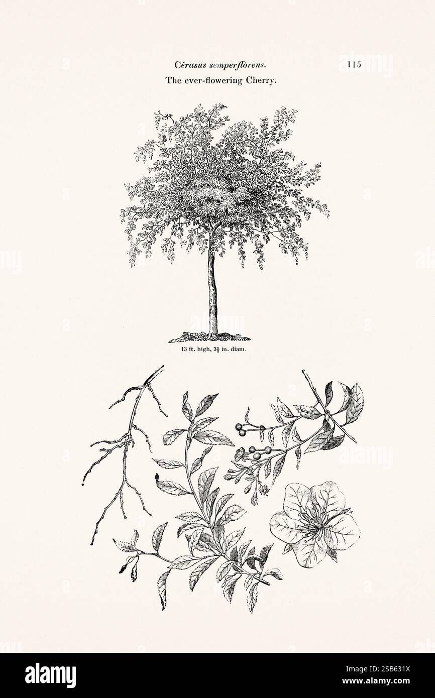 Tree illustration from a vintage 19th-century English book on trees and ...