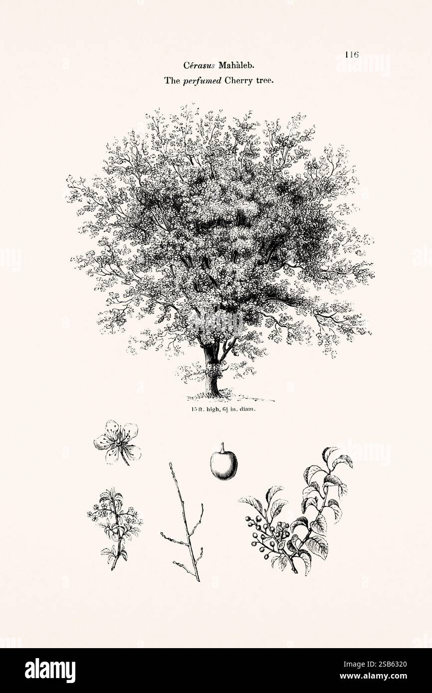 Tree illustration from a vintage 19th-century English book on trees and ...
