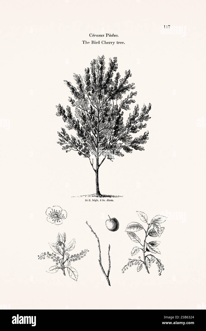 Tree illustration from a vintage 19th-century English book on trees and ...