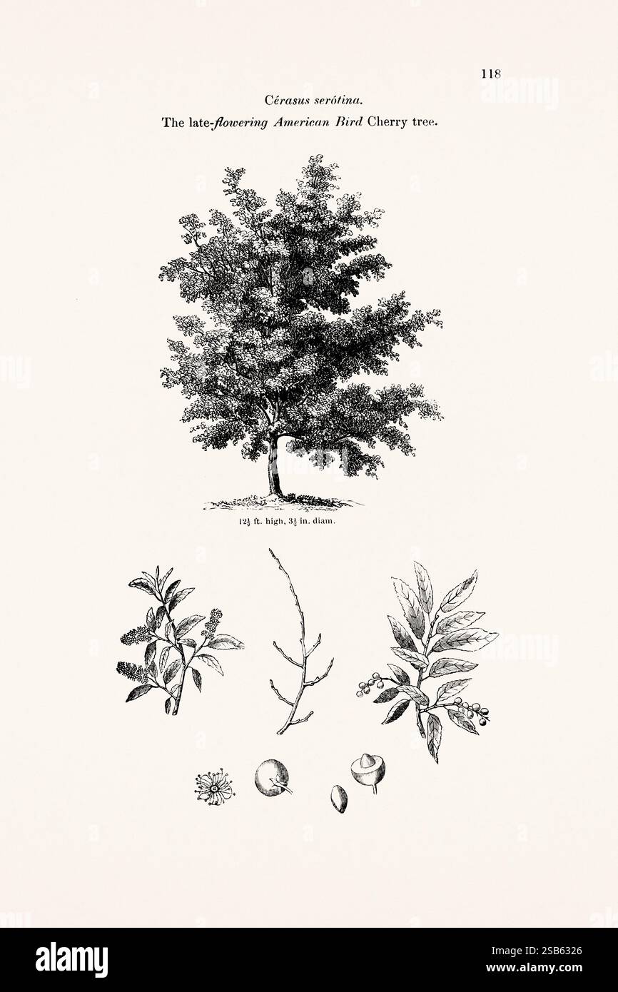 Tree illustration from a vintage 19th-century English book on trees and ...