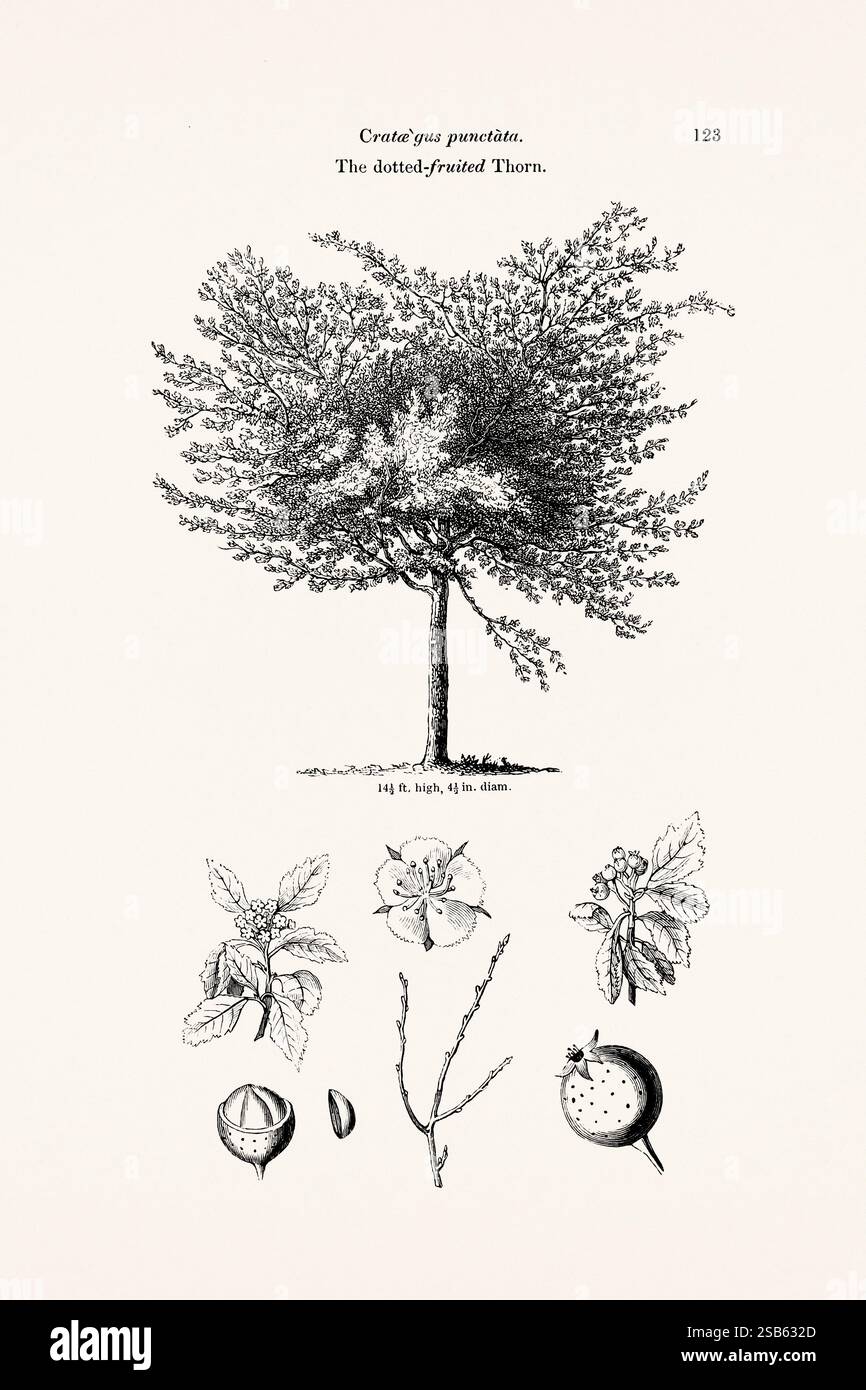 Tree illustration from a vintage 19th-century English book on trees and ...