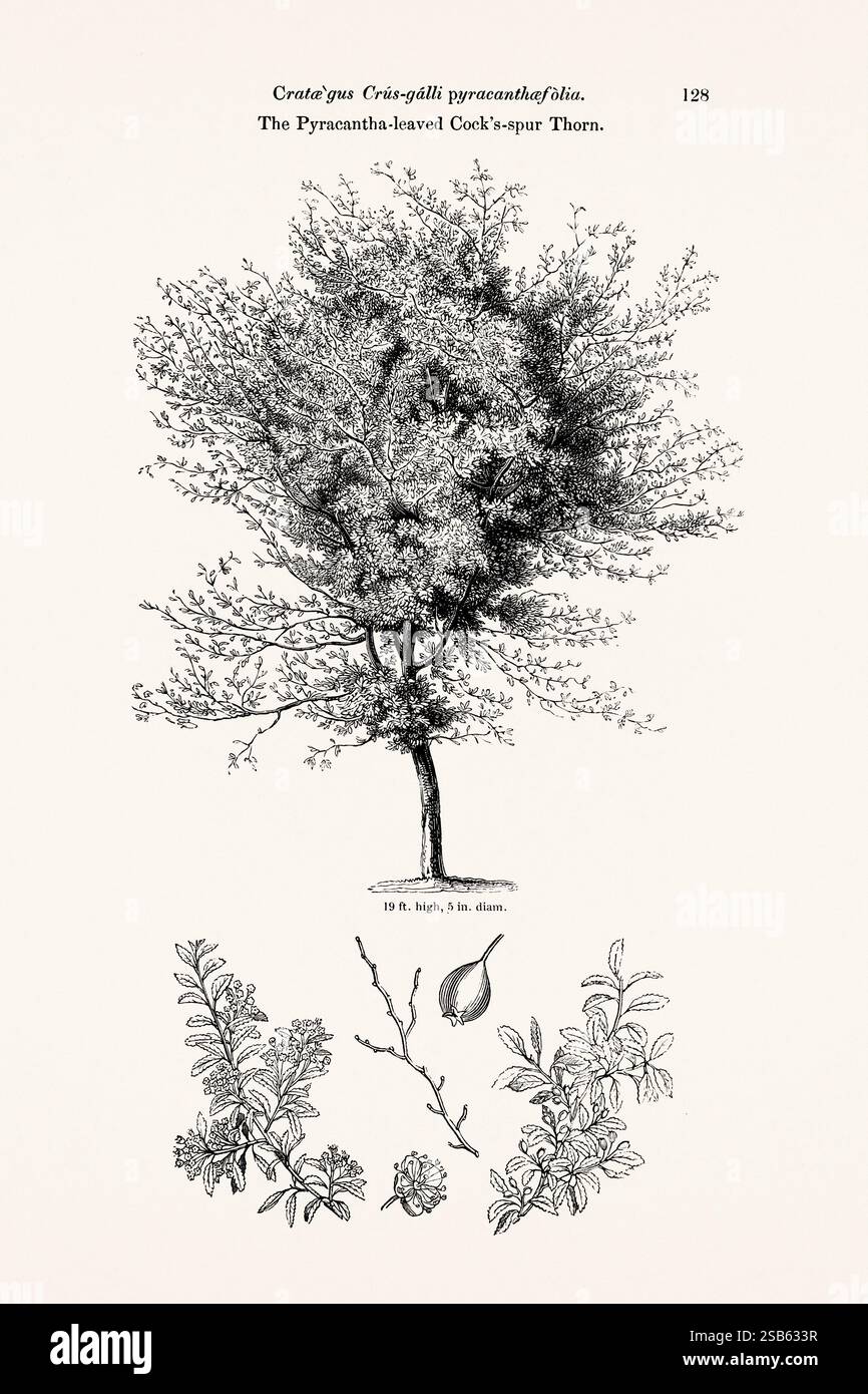 Tree illustration from a vintage 19th-century English book on trees and ...