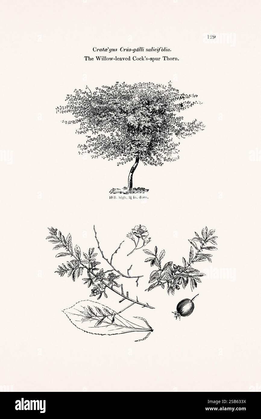 Tree illustration from a vintage 19th-century English book on trees and ...