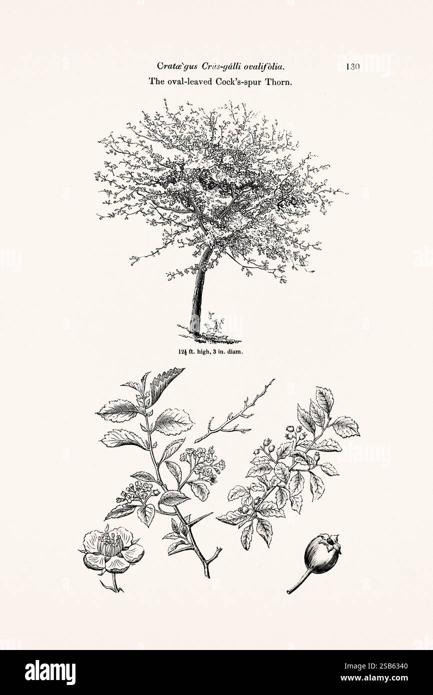 Tree illustration from a vintage 19th-century English book on trees and ...