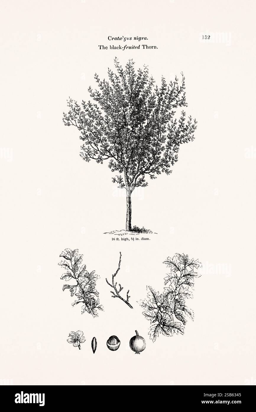 Tree illustration from a vintage 19th-century English book on trees and ...