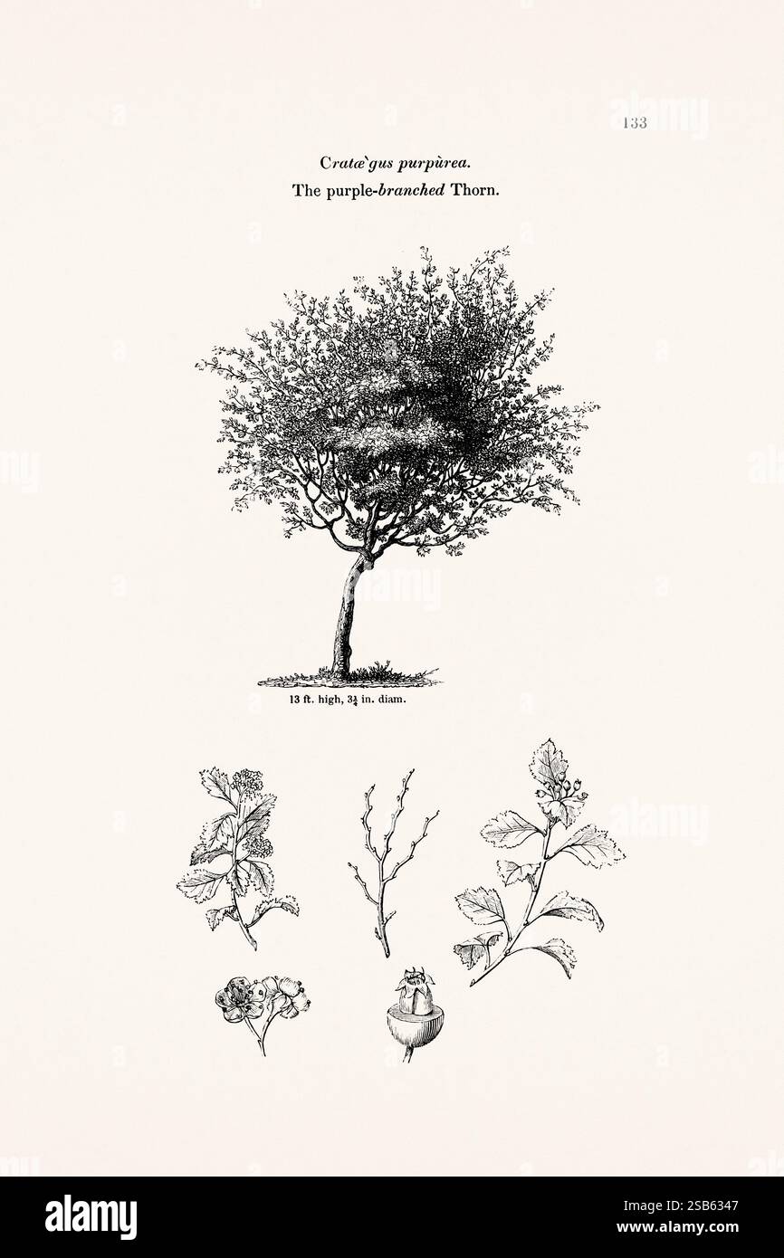 Tree illustration from a vintage 19th-century English book on trees and ...