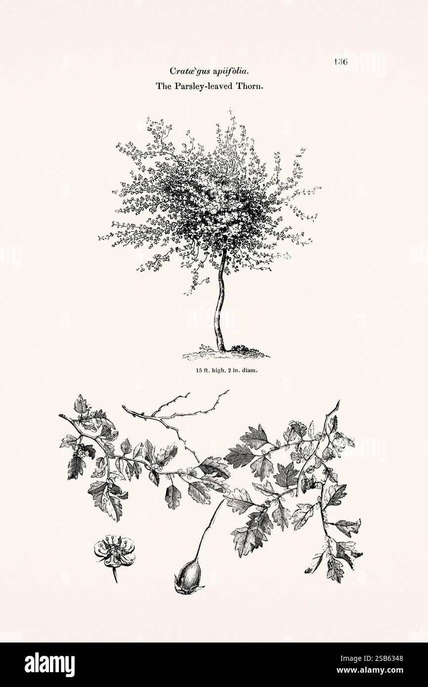 Tree illustration from a vintage 19th-century English book on trees and ...