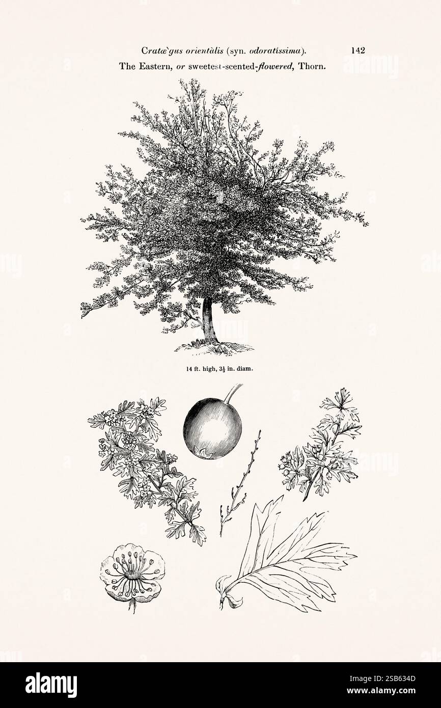 Tree illustration from a vintage 19th-century English book on trees and ...