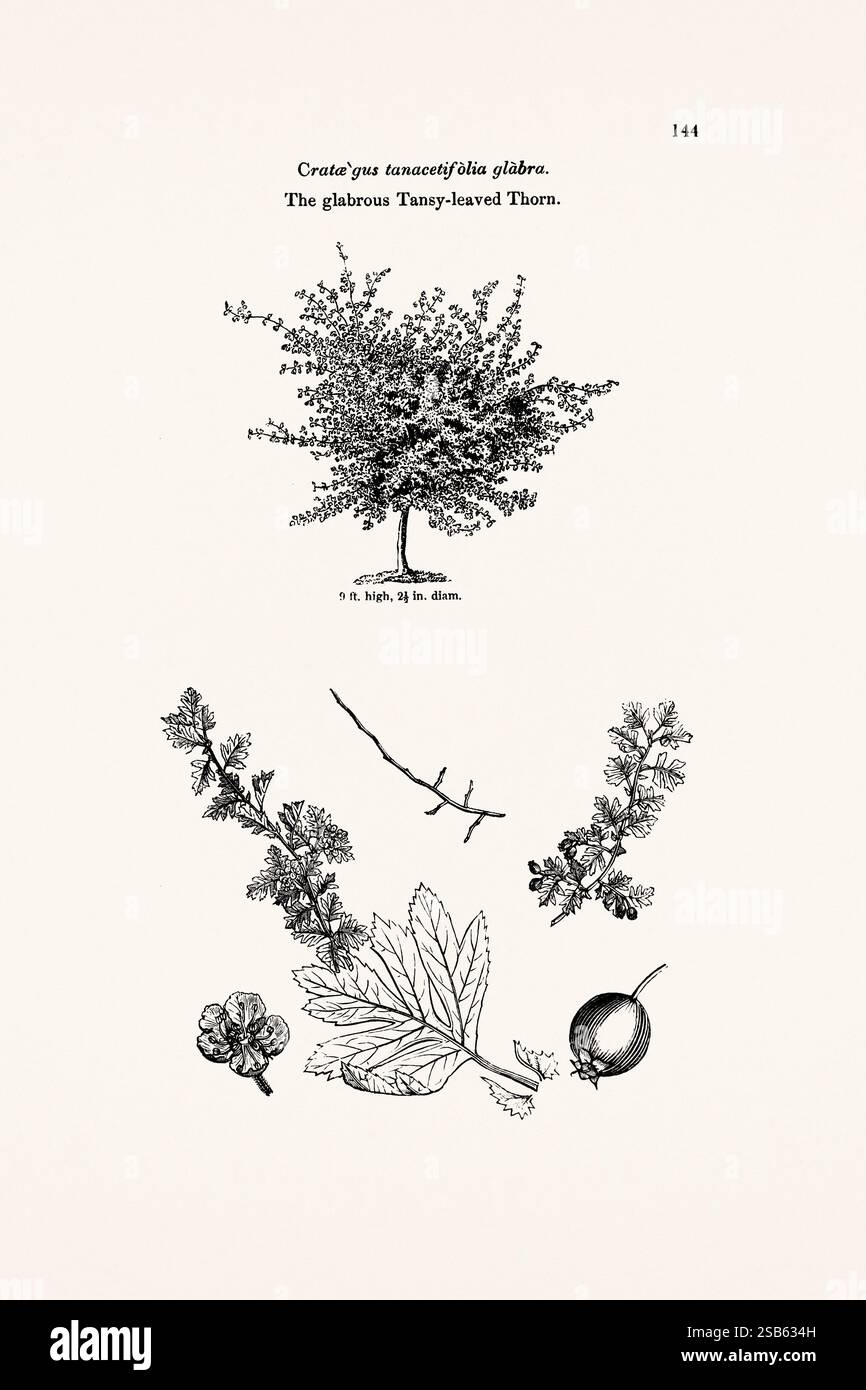 Tree illustration from a vintage 19th-century English book on trees and ...