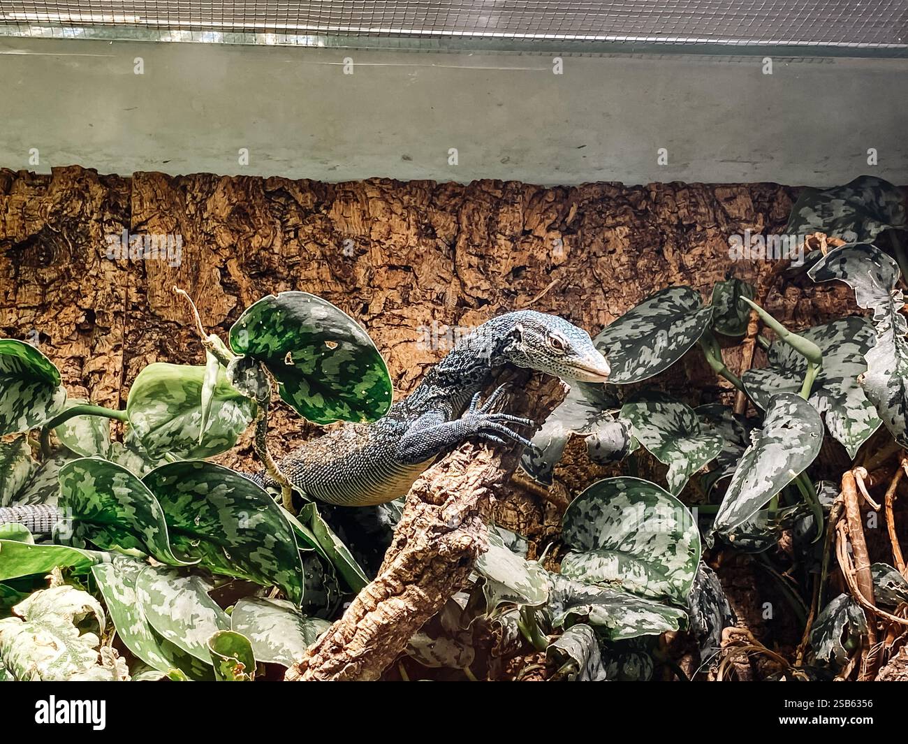 Lizard is sitting on a branch of a plant. The lizard is brown and black ...