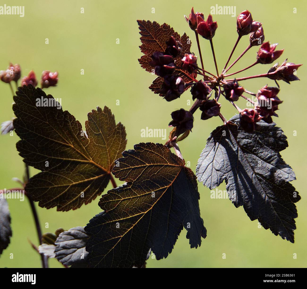 Physocarpus opulifolius 'Diabolo' Stock Photo - Alamy