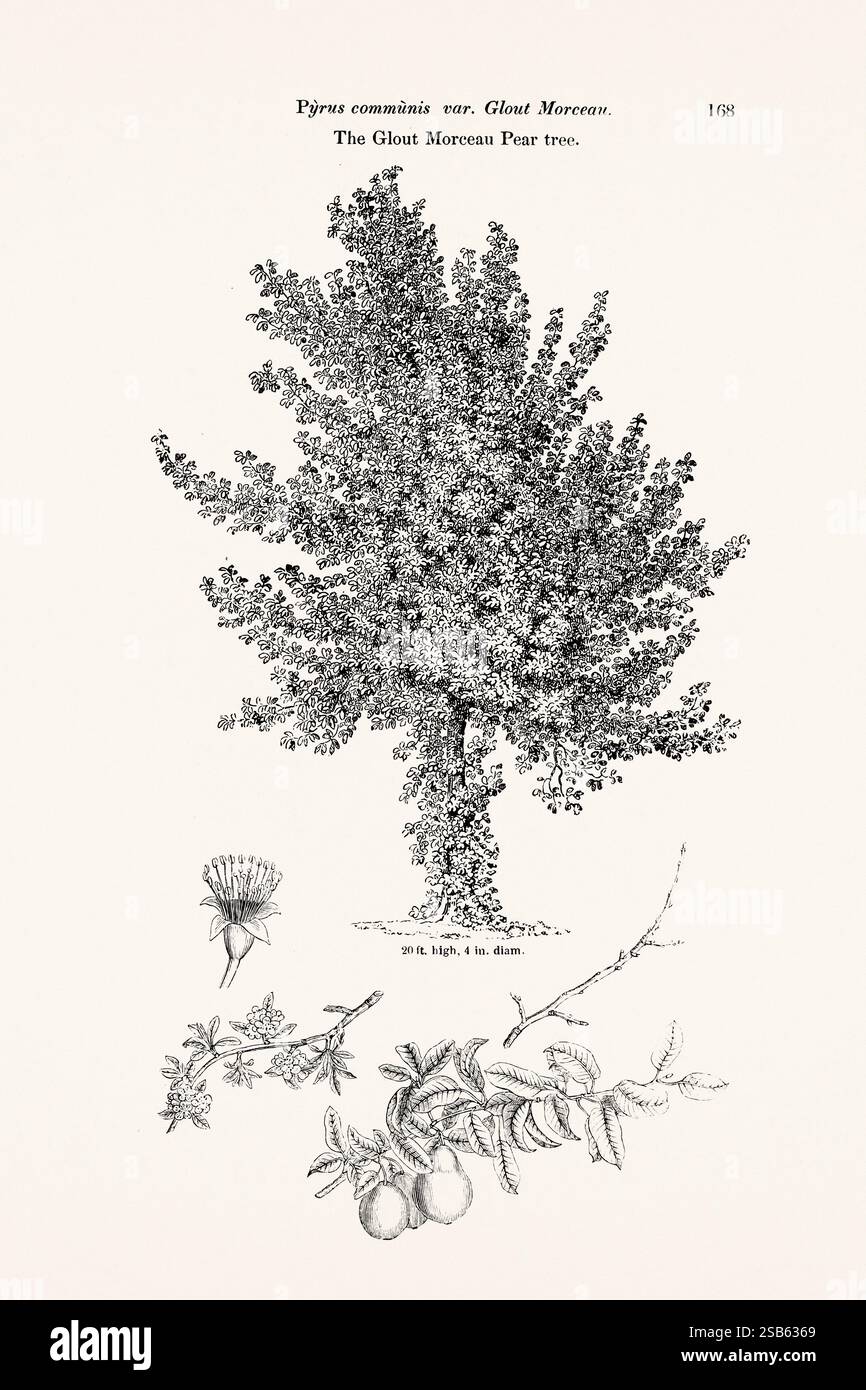 Tree illustration from a vintage 19th-century English book on trees and ...