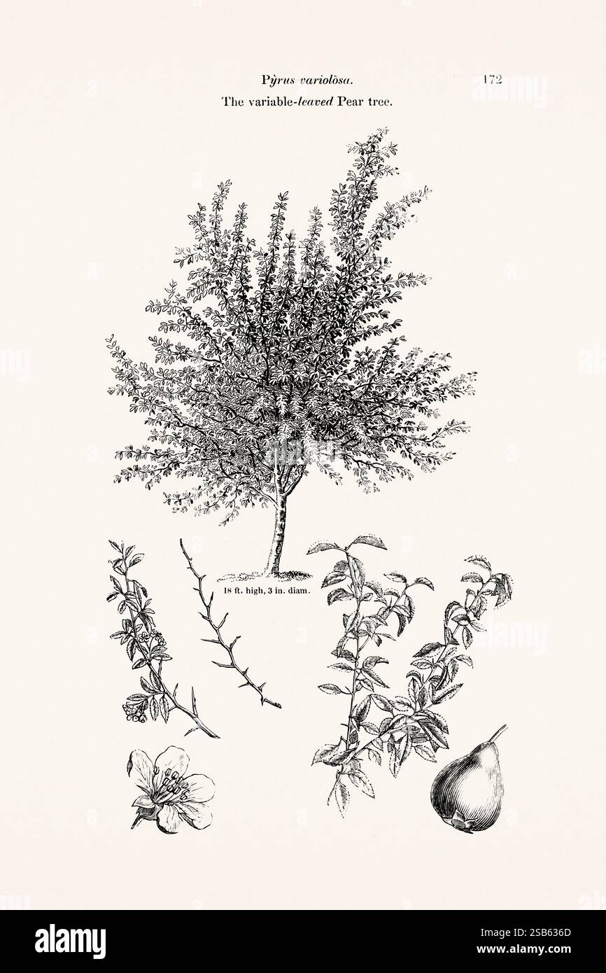 Tree illustration from a vintage 19th-century English book on trees and ...