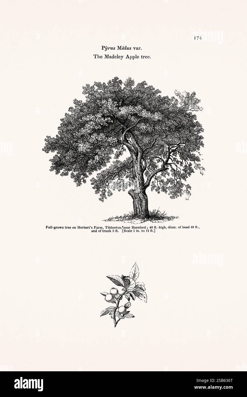 Tree illustration from a vintage 19th-century English book on trees and ...