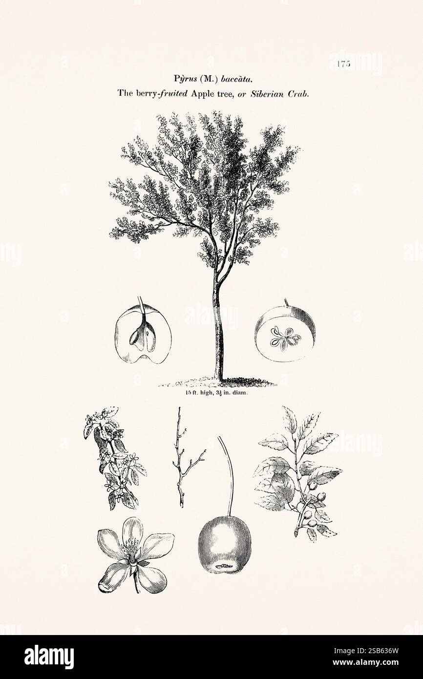 Tree illustration from a vintage 19th-century English book on trees and ...