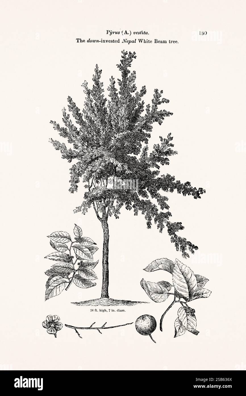 Tree illustration from a vintage 19th-century English book on trees and ...