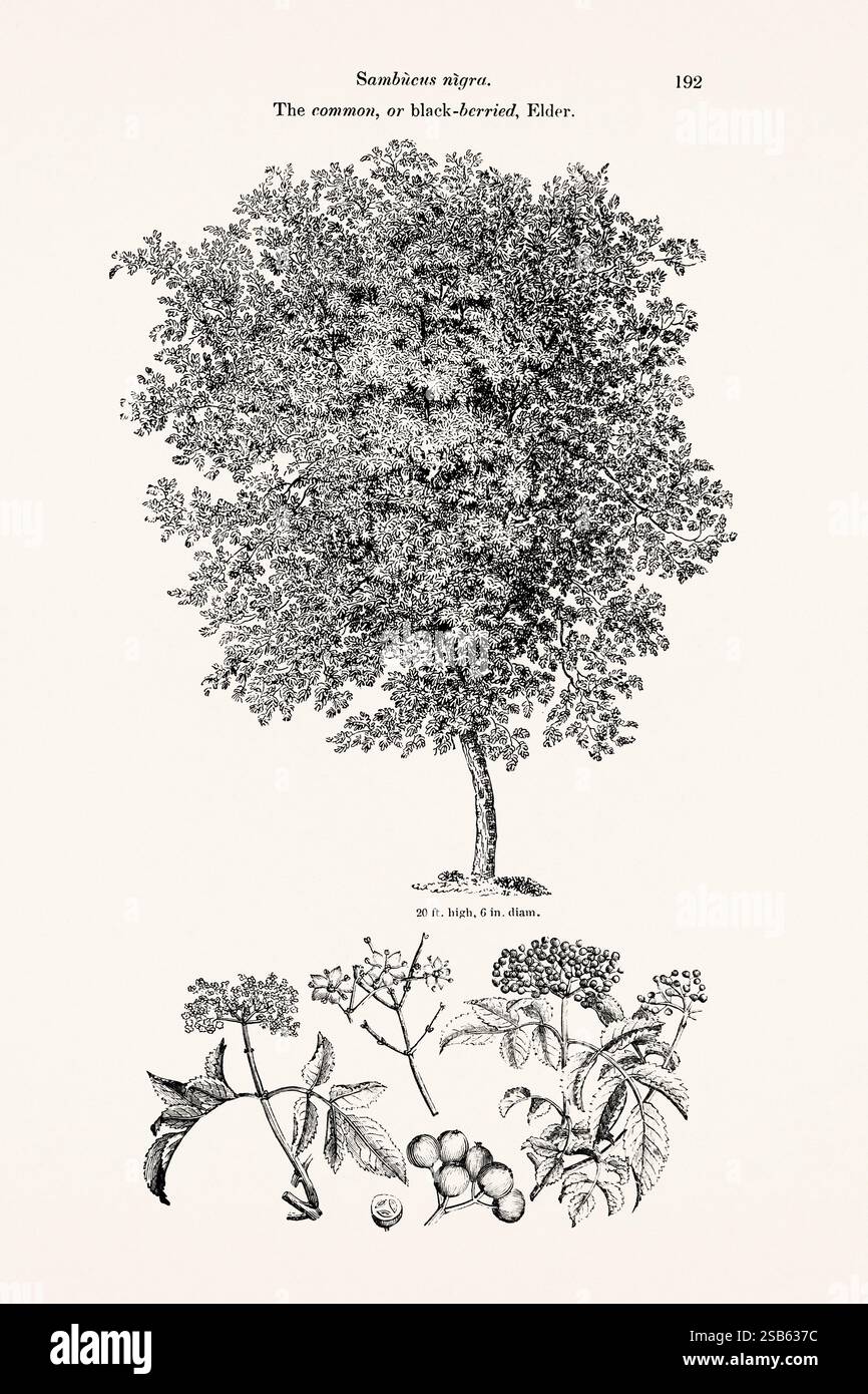 Tree illustration from a vintage 19th-century English book on trees and ...