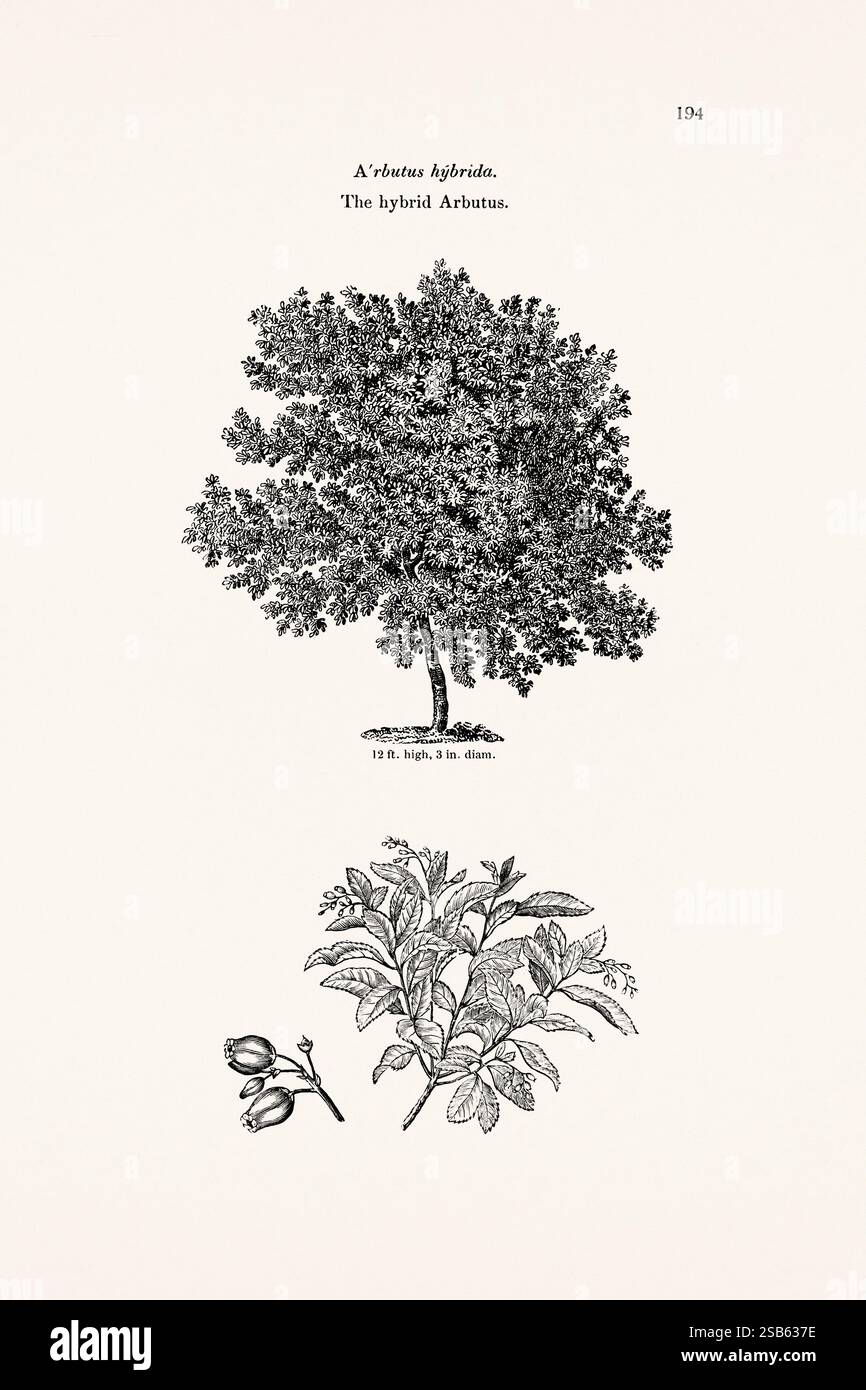 Tree illustration from a vintage 19th-century English book on trees and ...