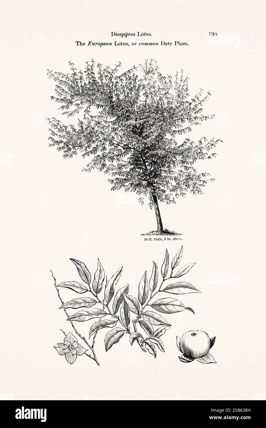 Tree illustration from a vintage 19th-century English book on trees and ...