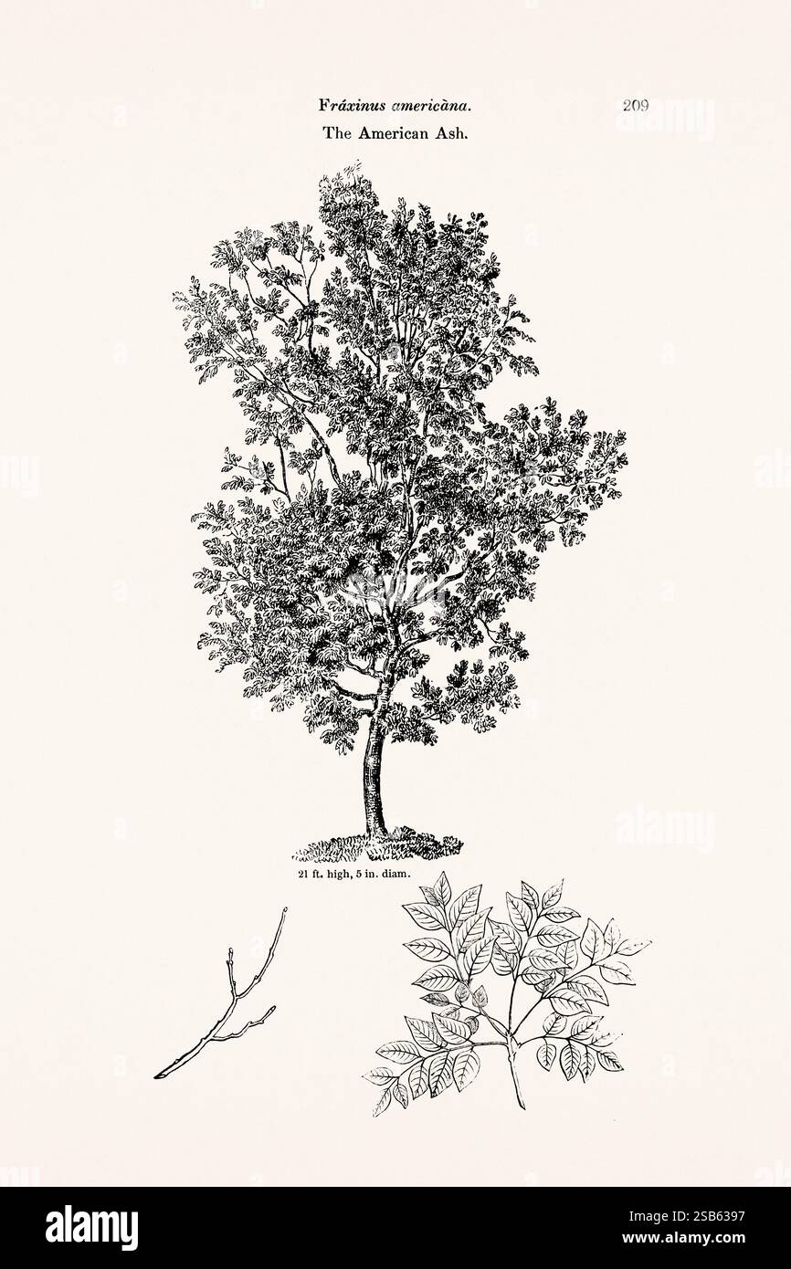 Tree illustration from a vintage 19th-century English book on trees and ...