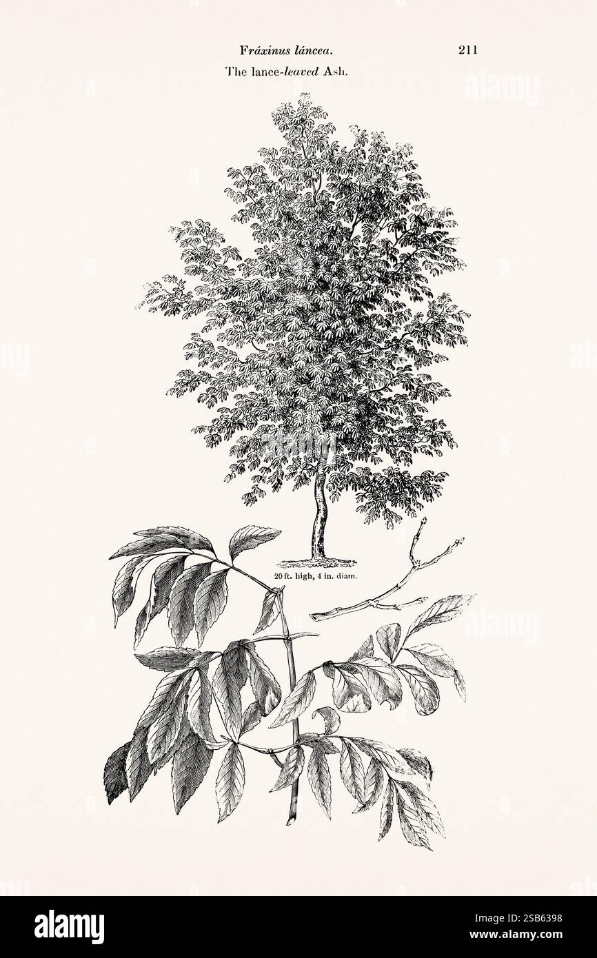 Tree illustration from a vintage 19th-century English book on trees and ...