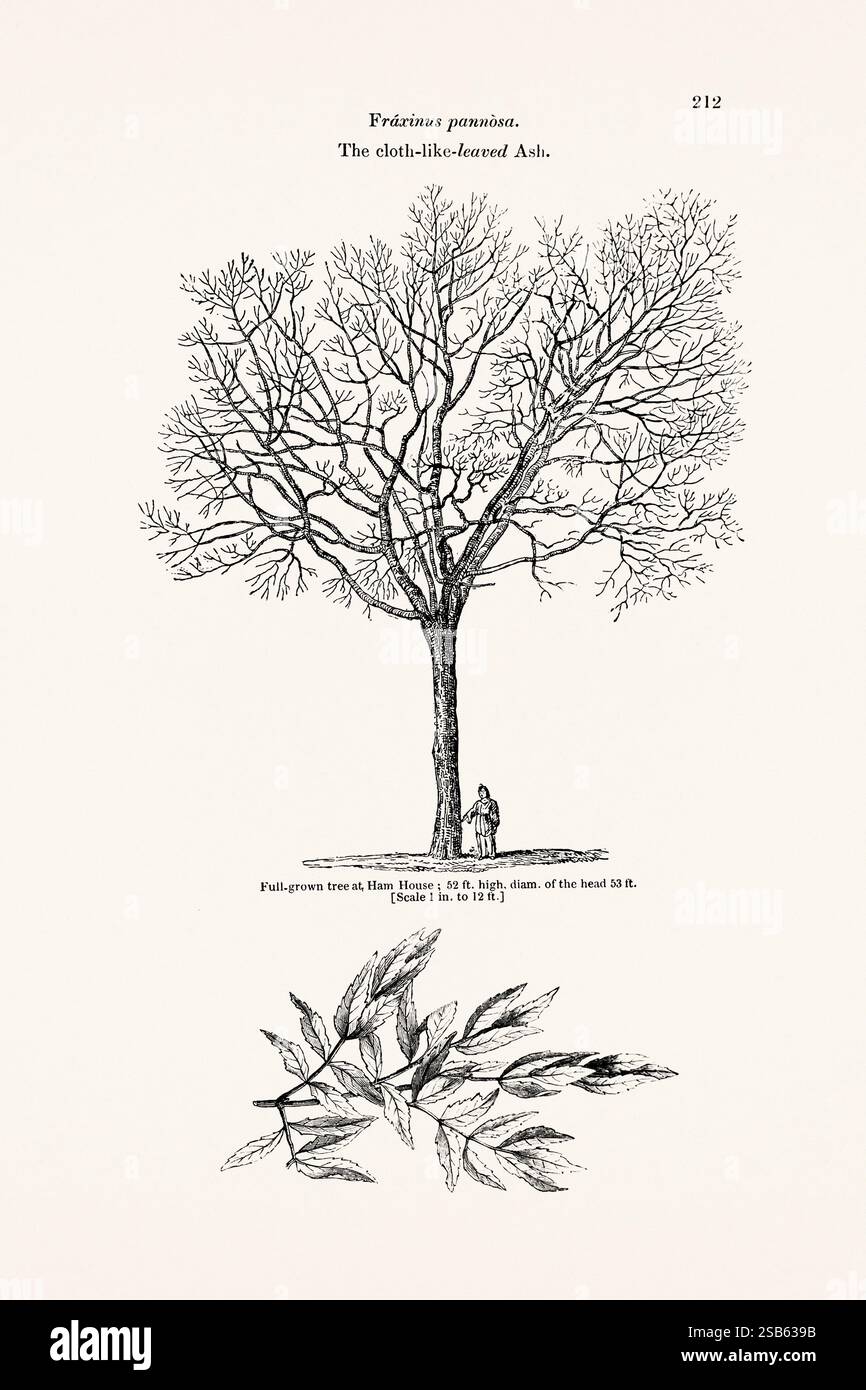 Tree illustration from a vintage 19th-century English book on trees and ...