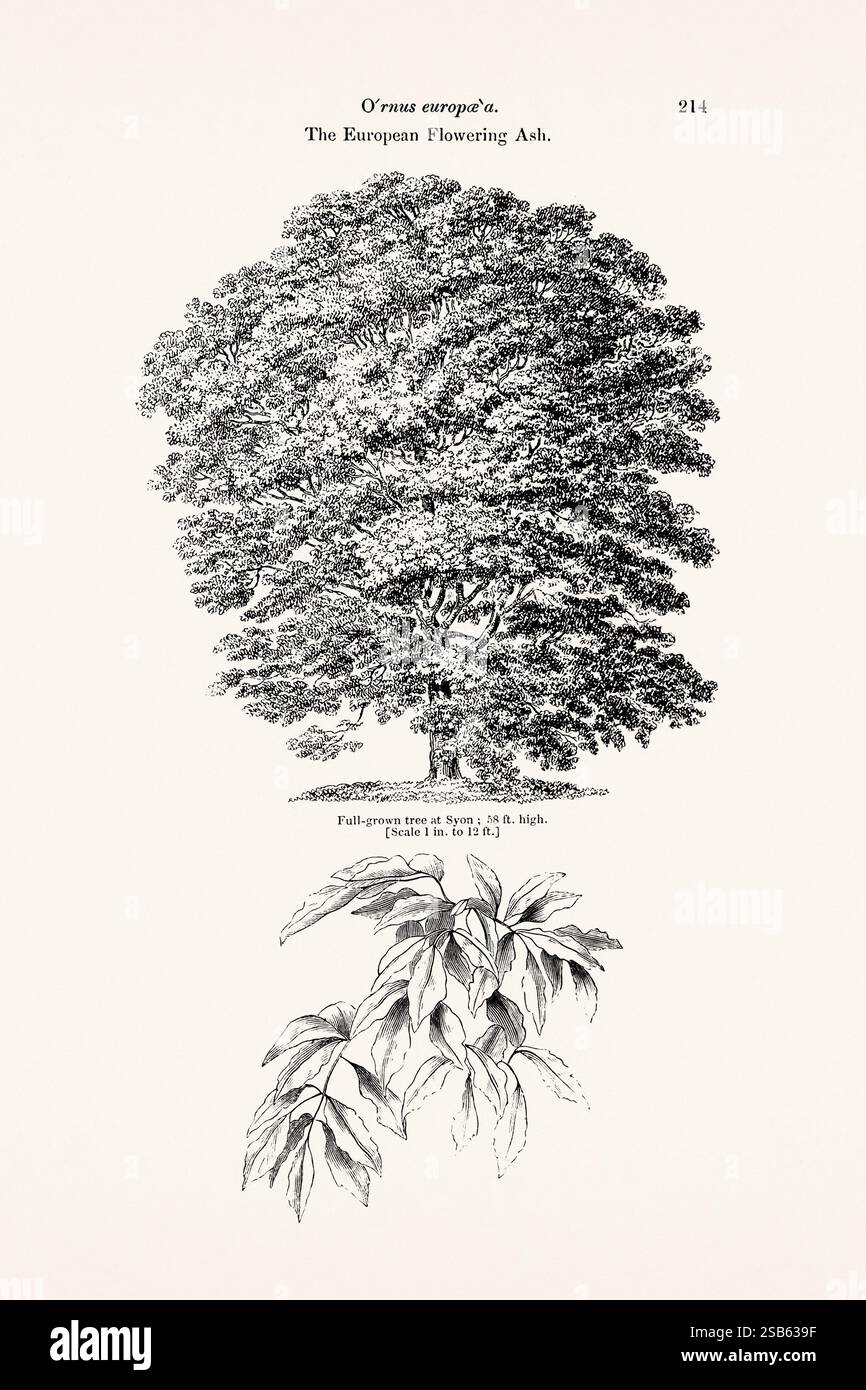 Tree illustration from a vintage 19th-century English book on trees and ...