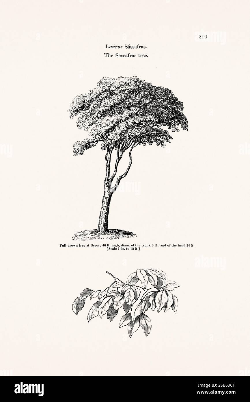 Tree illustration from a vintage 19th-century English book on trees and ...