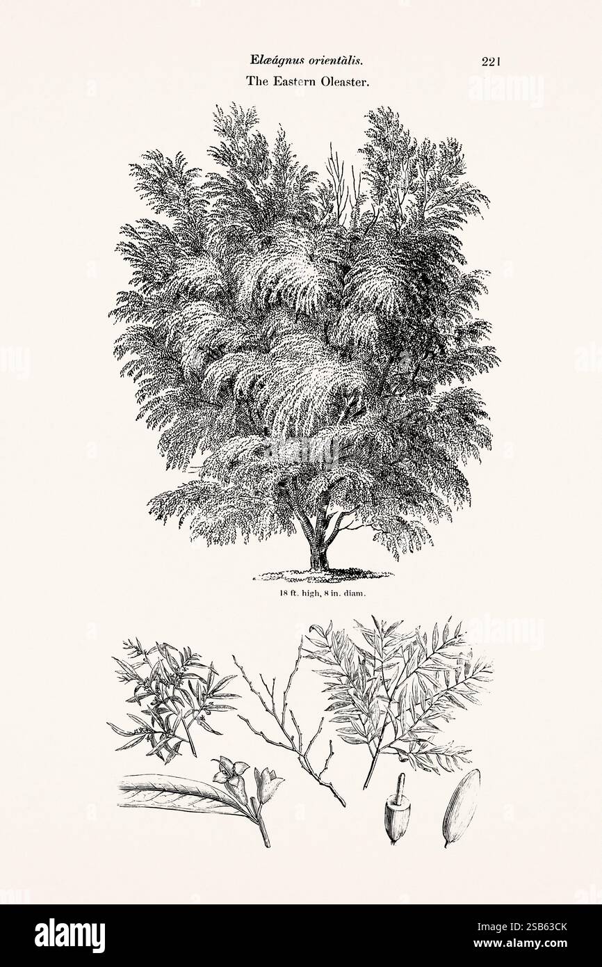 Tree illustration from a vintage 19th-century English book on trees and ...
