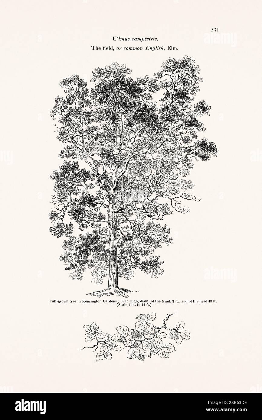 Tree illustration from a vintage 19th-century English book on trees and ...