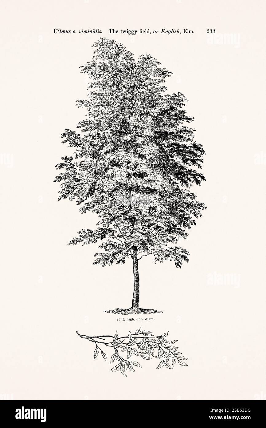 Tree illustration from a vintage 19th-century English book on trees and ...
