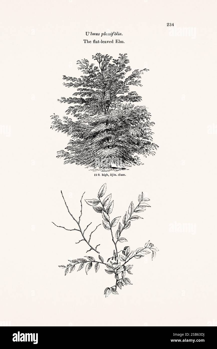 Tree illustration from a vintage 19th-century English book on trees and ...