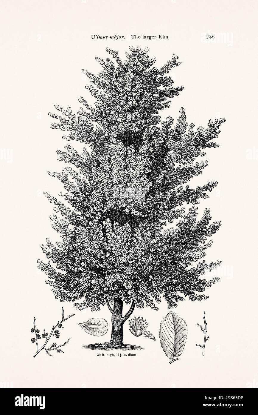 Tree illustration from a vintage 19th-century English book on trees and ...