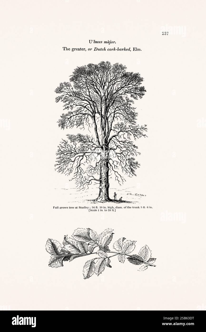 Tree illustration from a vintage 19th-century English book on trees and ...