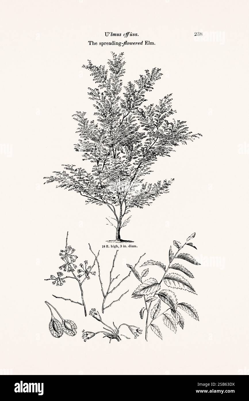 Tree illustration from a vintage 19th-century English book on trees and ...