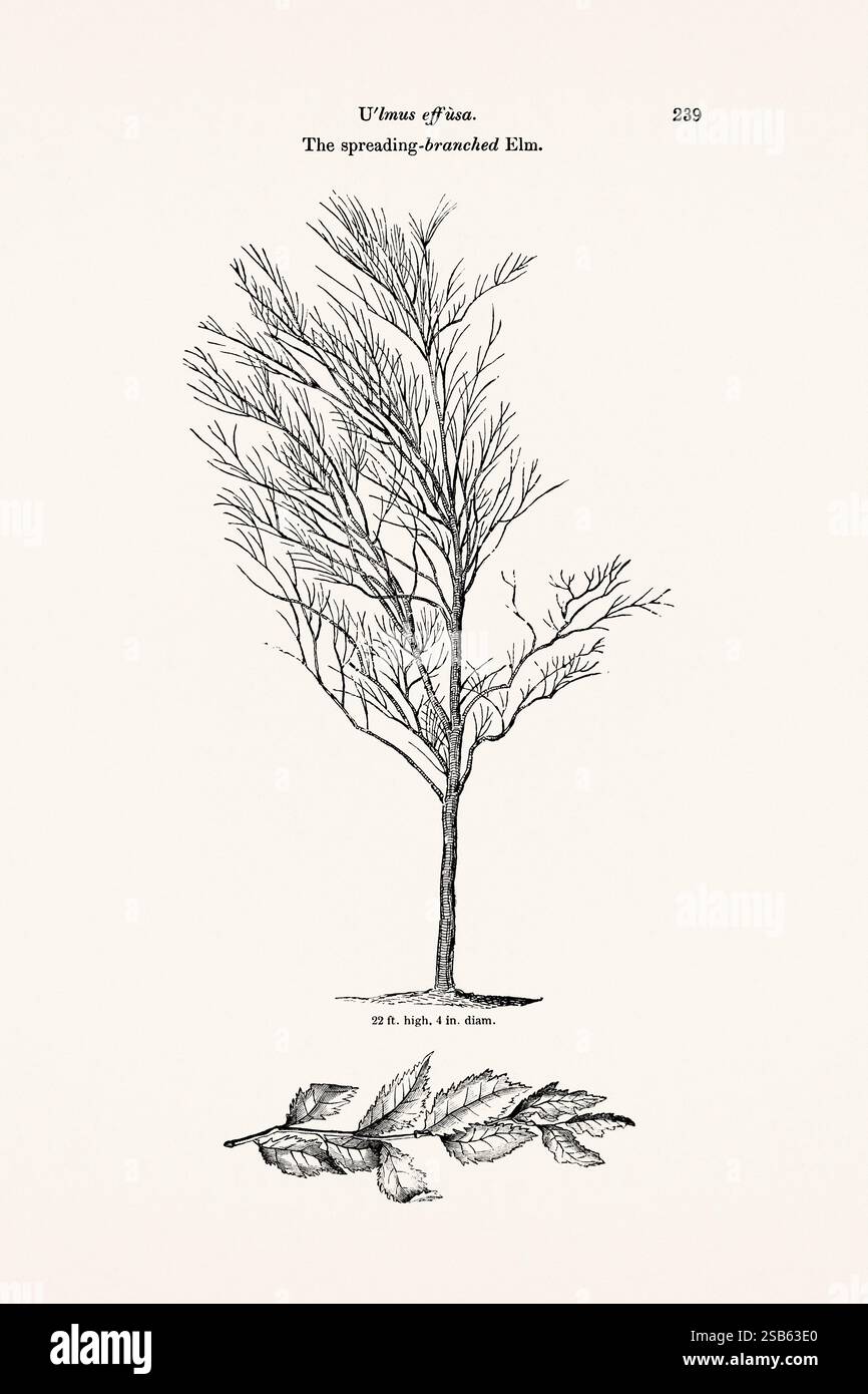 Tree illustration from a vintage 19th-century English book on trees and ...