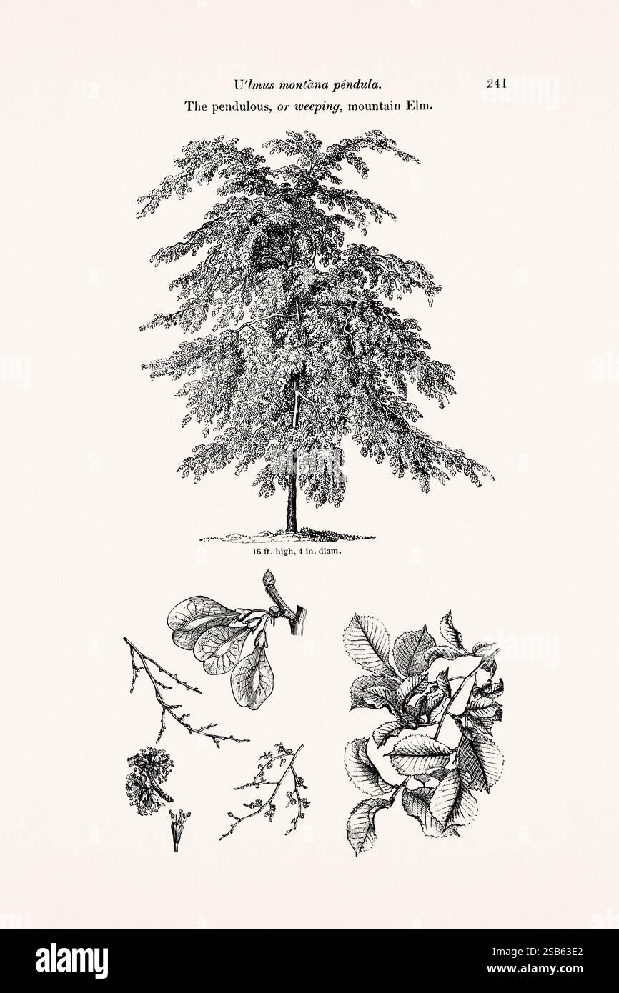 Tree illustration from a vintage 19th-century English book on trees and ...
