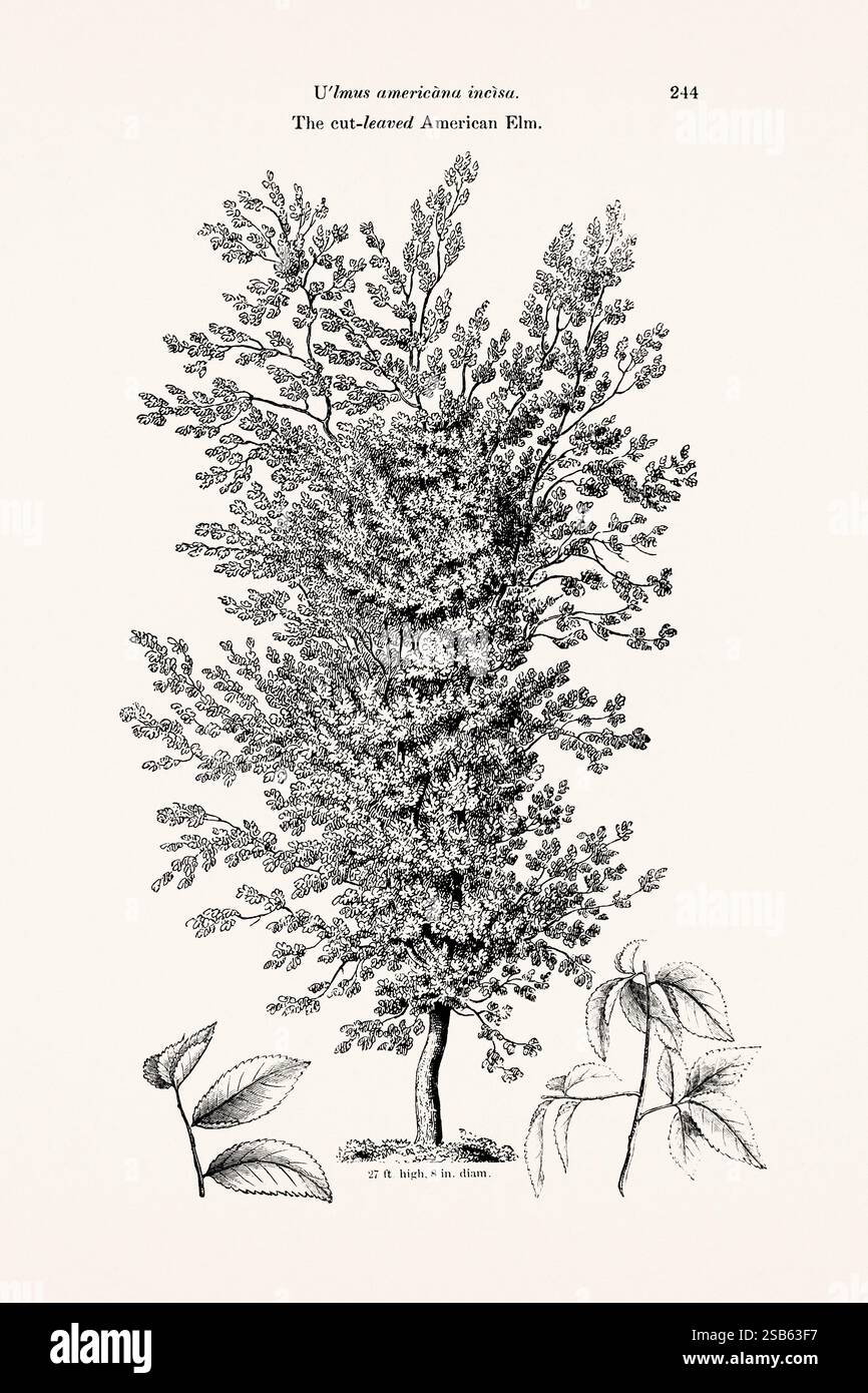 Tree illustration from a vintage 19th-century English book on trees and ...