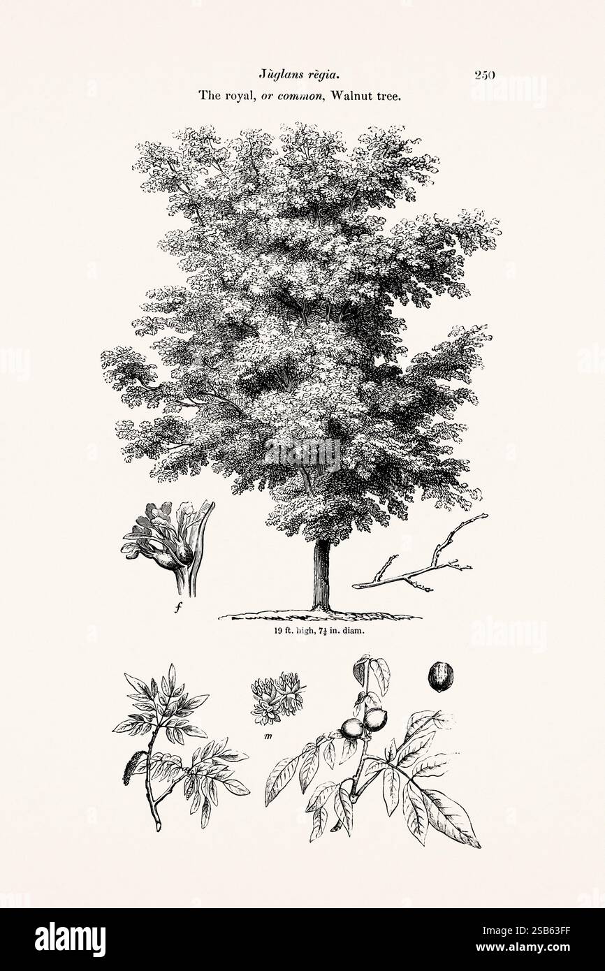 Tree illustration from a vintage 19th-century English book on trees and ...