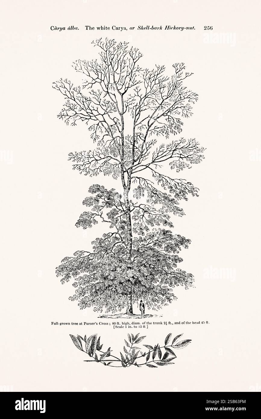 Tree illustration from a vintage 19th-century English book on trees and ...
